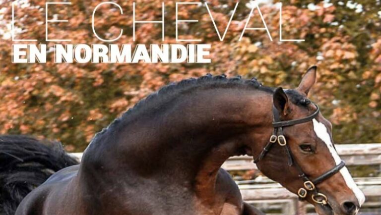 Tout pour réussir son séjour autour du cheval en Normandie