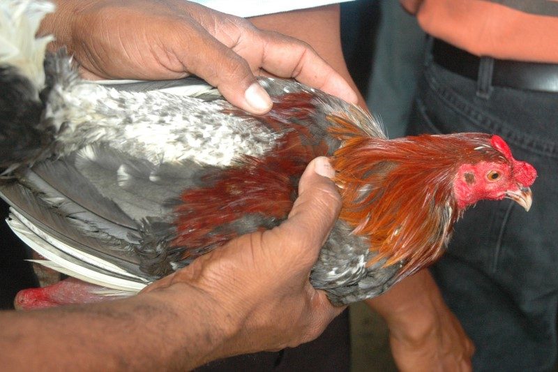 Et grogne la gallera, Combats de coq : un "sport" dominicain