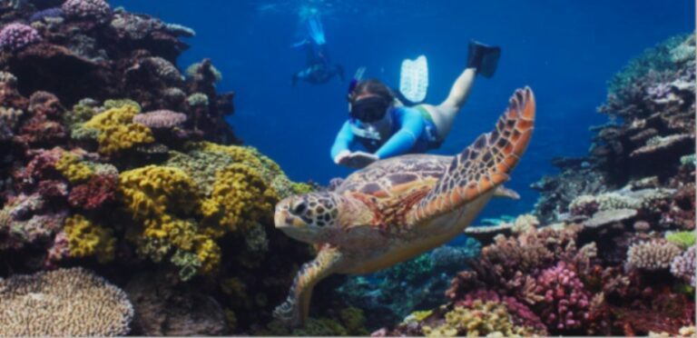 La Nouvelle- Calédonie de retour au salon de la Plongée